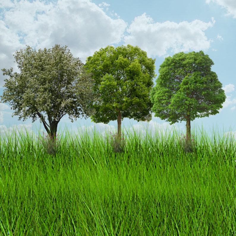 Tree Overlays for Photoshop, Photoshop Overlays, Tree Overlays ...