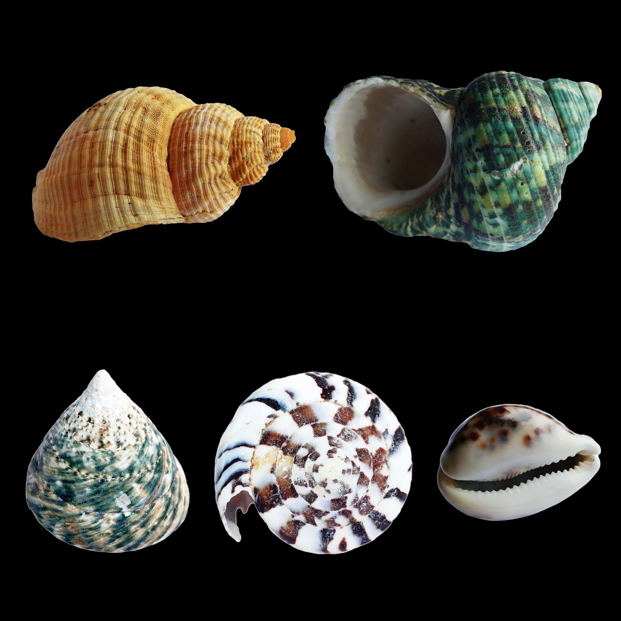 30 Seashell Photoshop Overlays Seashell Overlay Shell - Etsy