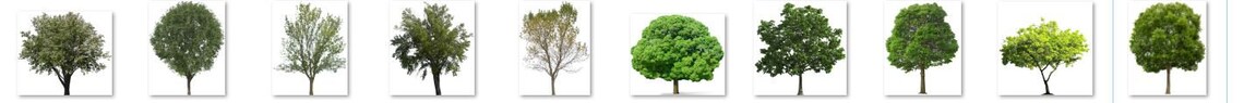 Tree Overlays for Photoshop, Photoshop Overlays, Tree Overlays ...