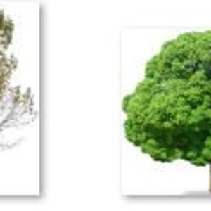 Tree Overlays for Photoshop, Photoshop Overlays, Tree Overlays ...