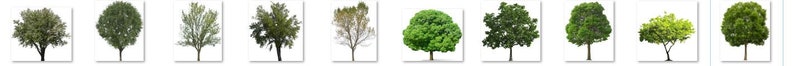 Tree Overlays for Photoshop, Photoshop Overlays, Tree Overlays ...