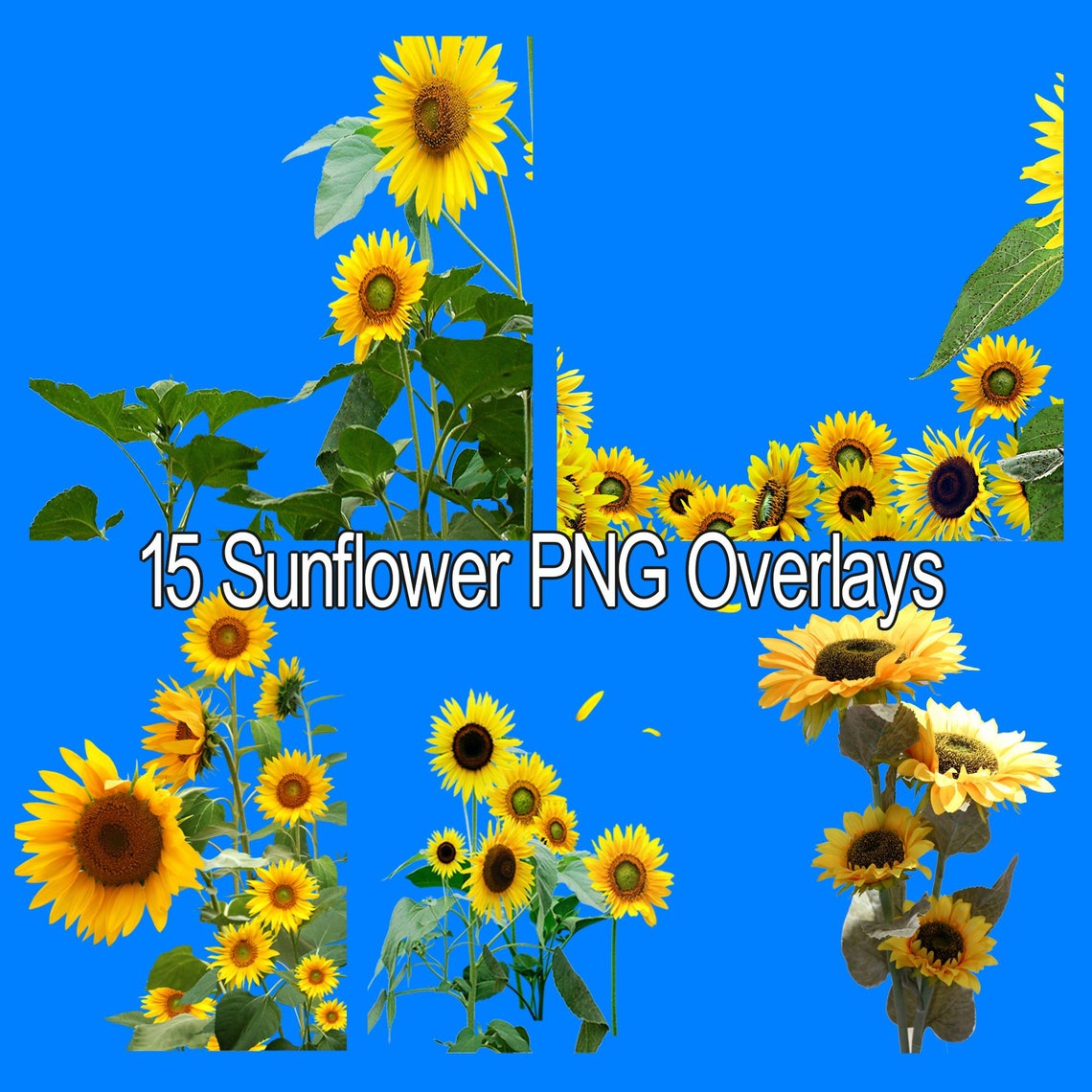 15 Sunflower Photoshop Overlays, Sunflowers, Flowers, Plants, Landscape ...