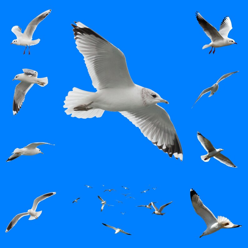 Seagull Bird Photoshop Overlays Photoshop Overlays Birds - Etsy
