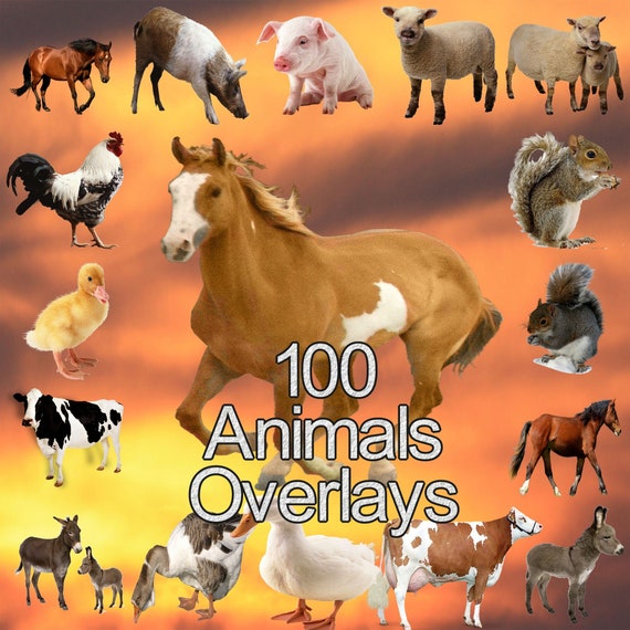 100 Animals Photoshop Overlays Animals Horses Birds Ducks | Etsy
