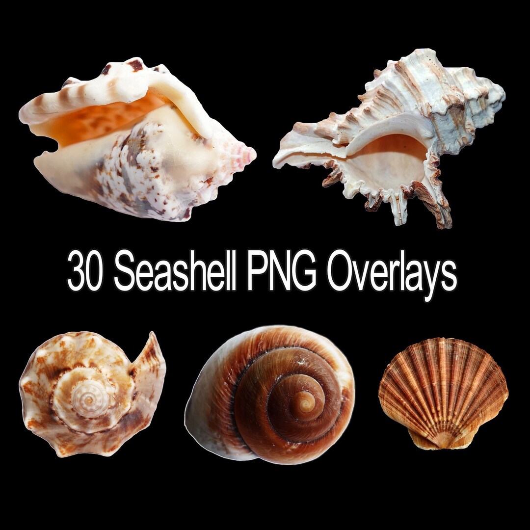30 Seashell Photoshop Overlays Seashell Overlay Shell - Etsy