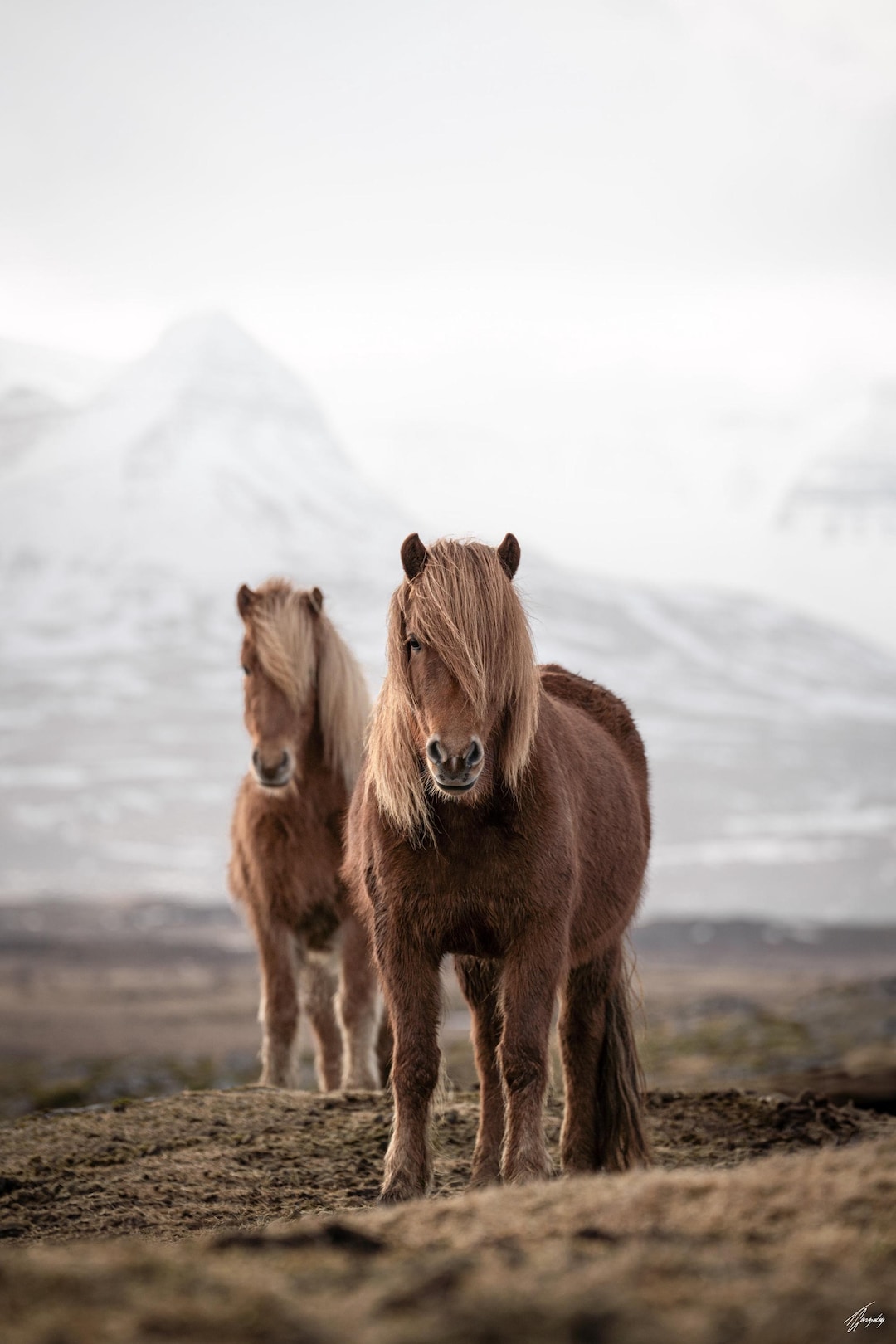Icelandic Horse Photography Print | Fine Art Equine Wall Decor ...