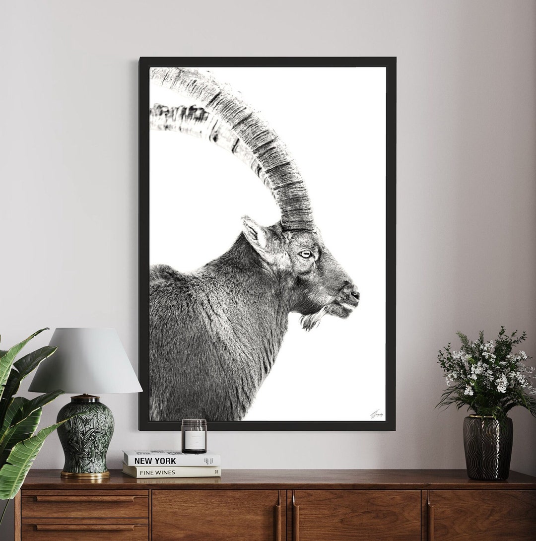 Ram Fine Art Photography Prints, Wild Animal Wall Art, Ibex, Ram Skull ...