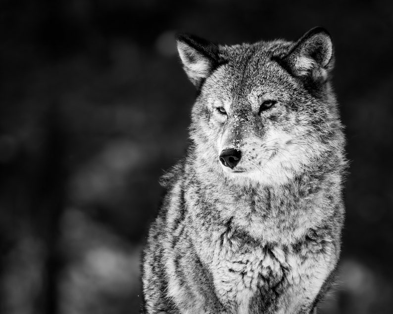 Wolf Printed Photography Wolf Wall Art Wildlife Photography - Etsy