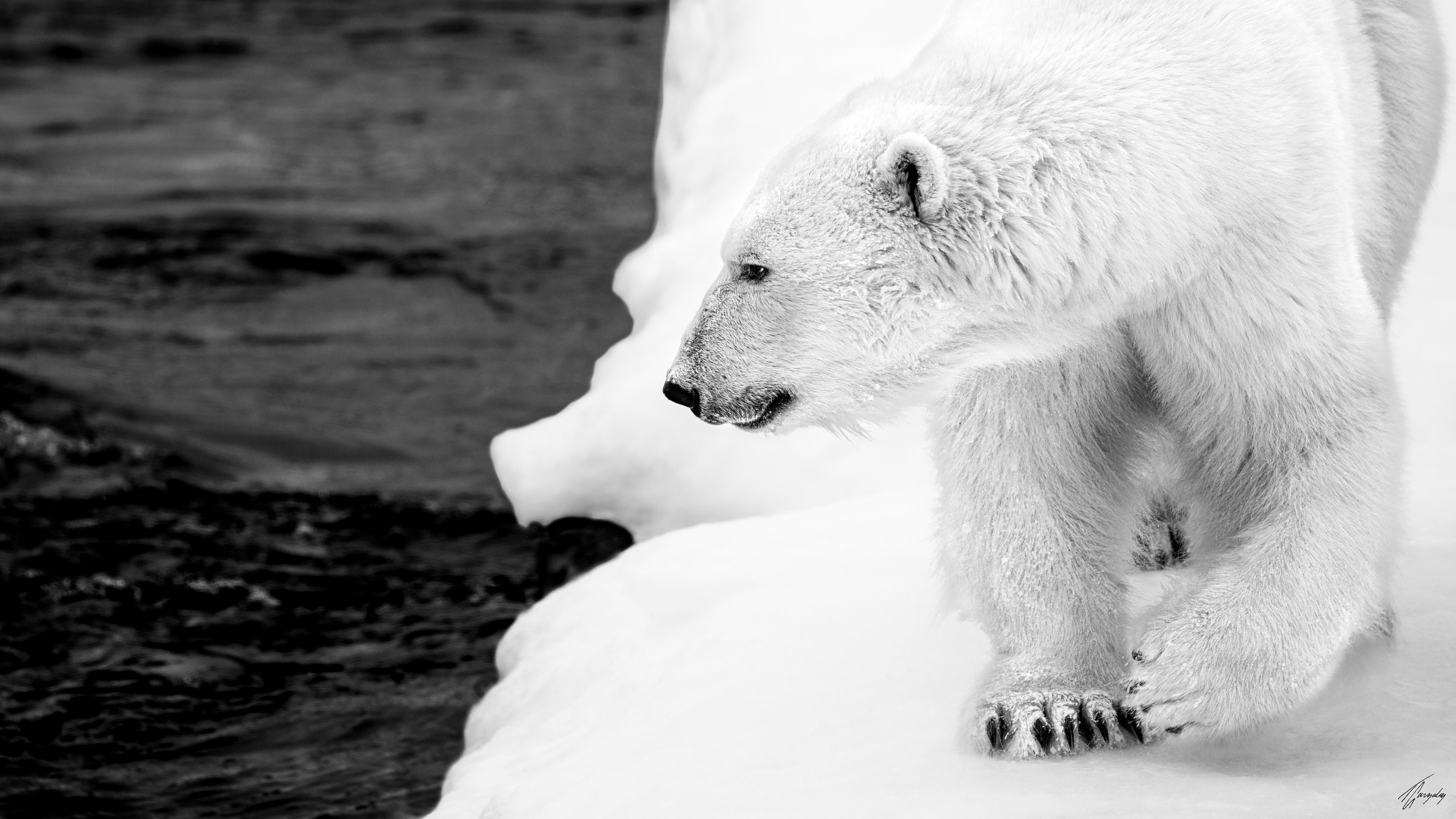 Polar Bear Unique Fine Art Photography Wildlife Digital | Etsy