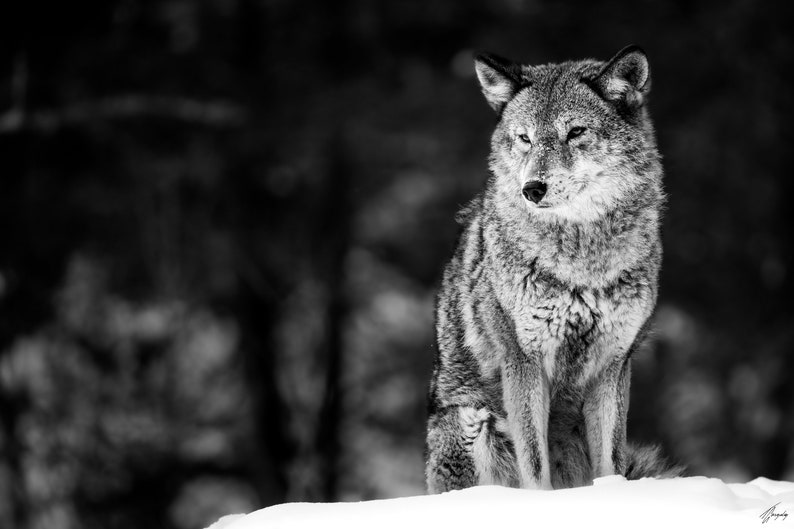 Wolf Printed Photography Wolf Wall Art Wildlife Photography - Etsy