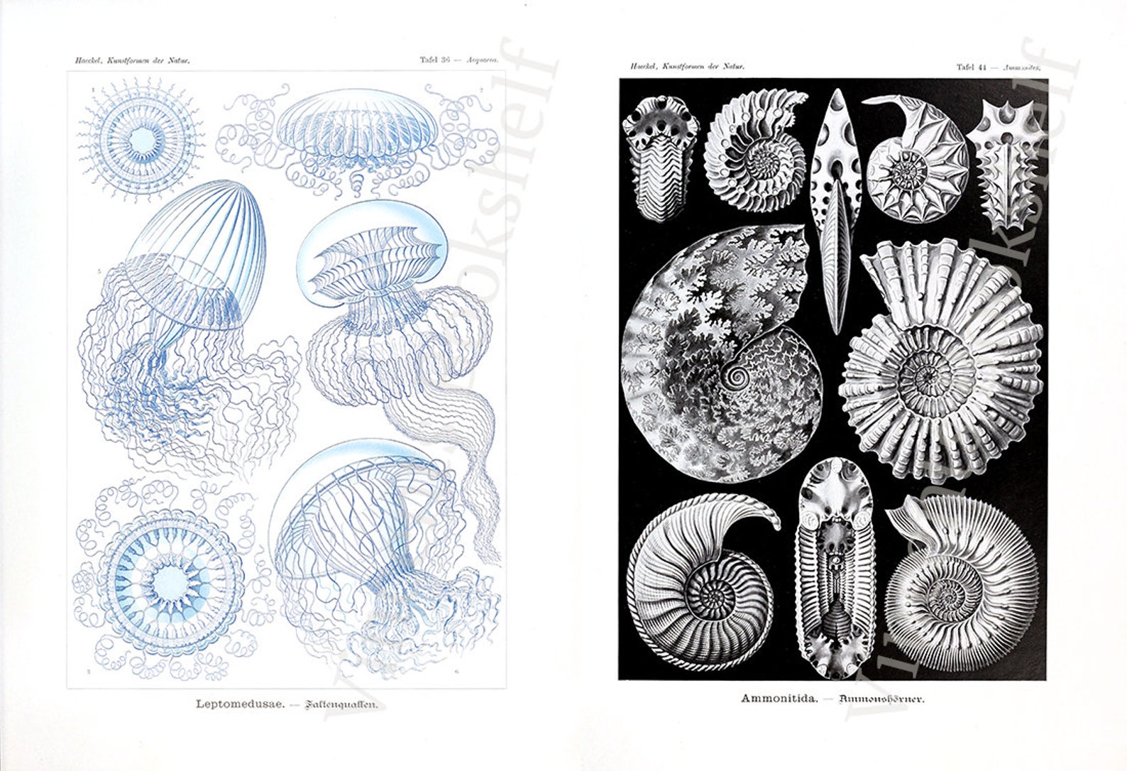 Art Forms in Nature by Ernst Haeckel. Marine Sea Life Prints - Etsy