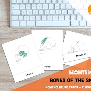 Bones of the Skull Human Anatomy 3-part Nomenclature Cards Flash Cards ...