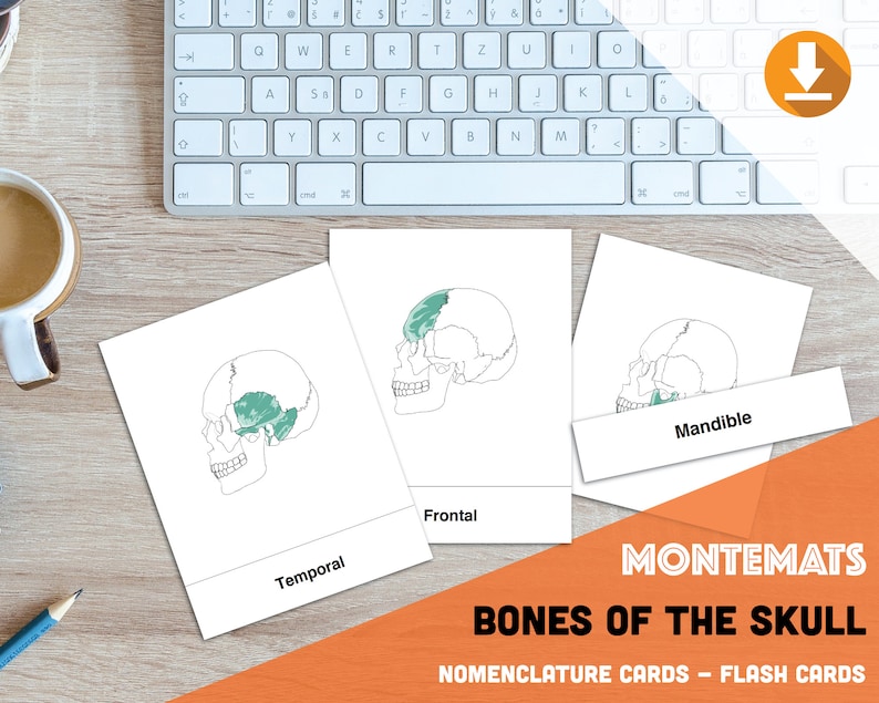 Huesos del cráneo - Anatomía humana - Tarjetas de nomenclatura de 3 ...