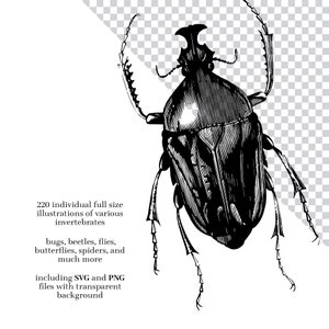 220 Insect Illustrations - Vintage Zoological Mega Pack. SVG and ...