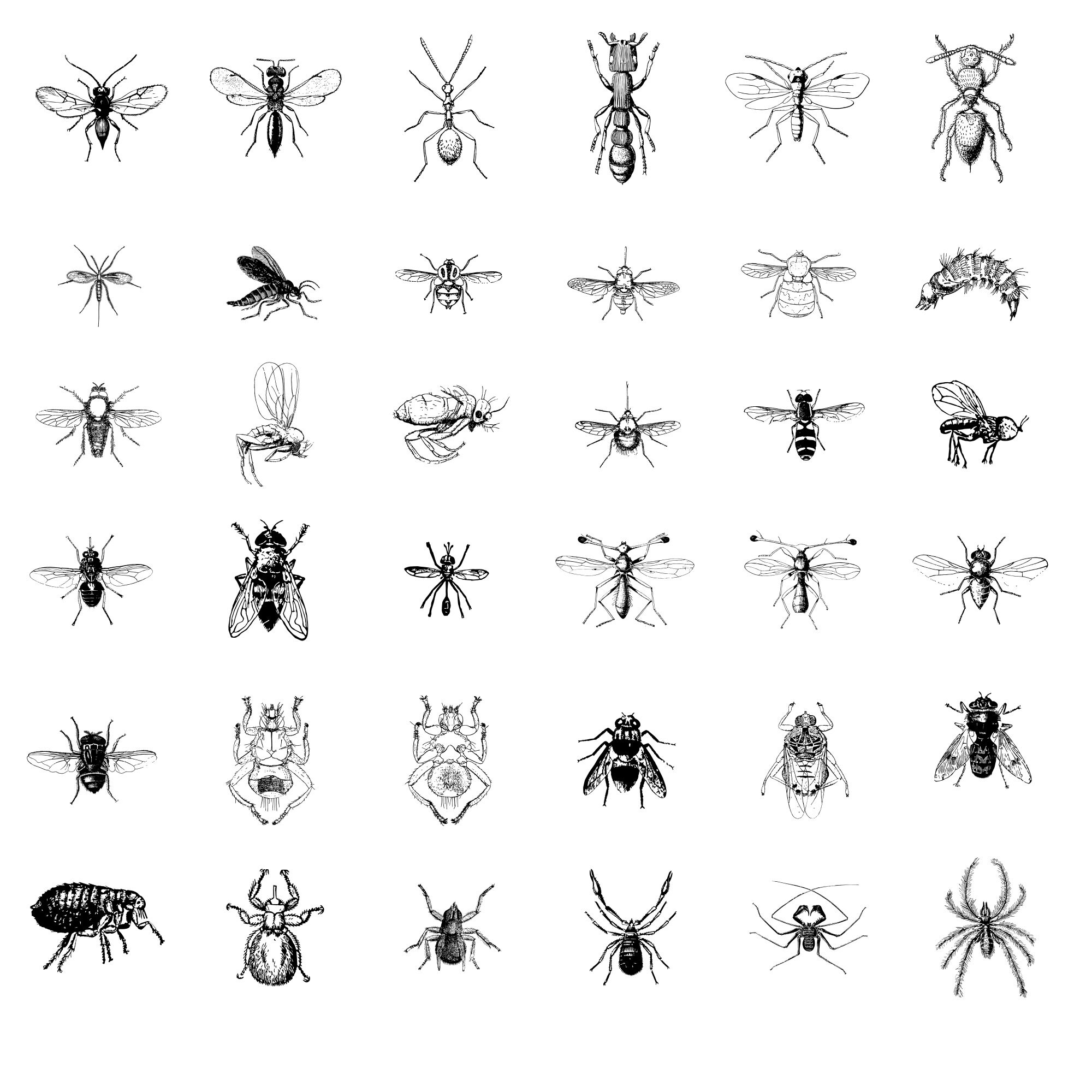 220 Insect Illustrations Vintage Zoological Mega Pack. SVG - Etsy