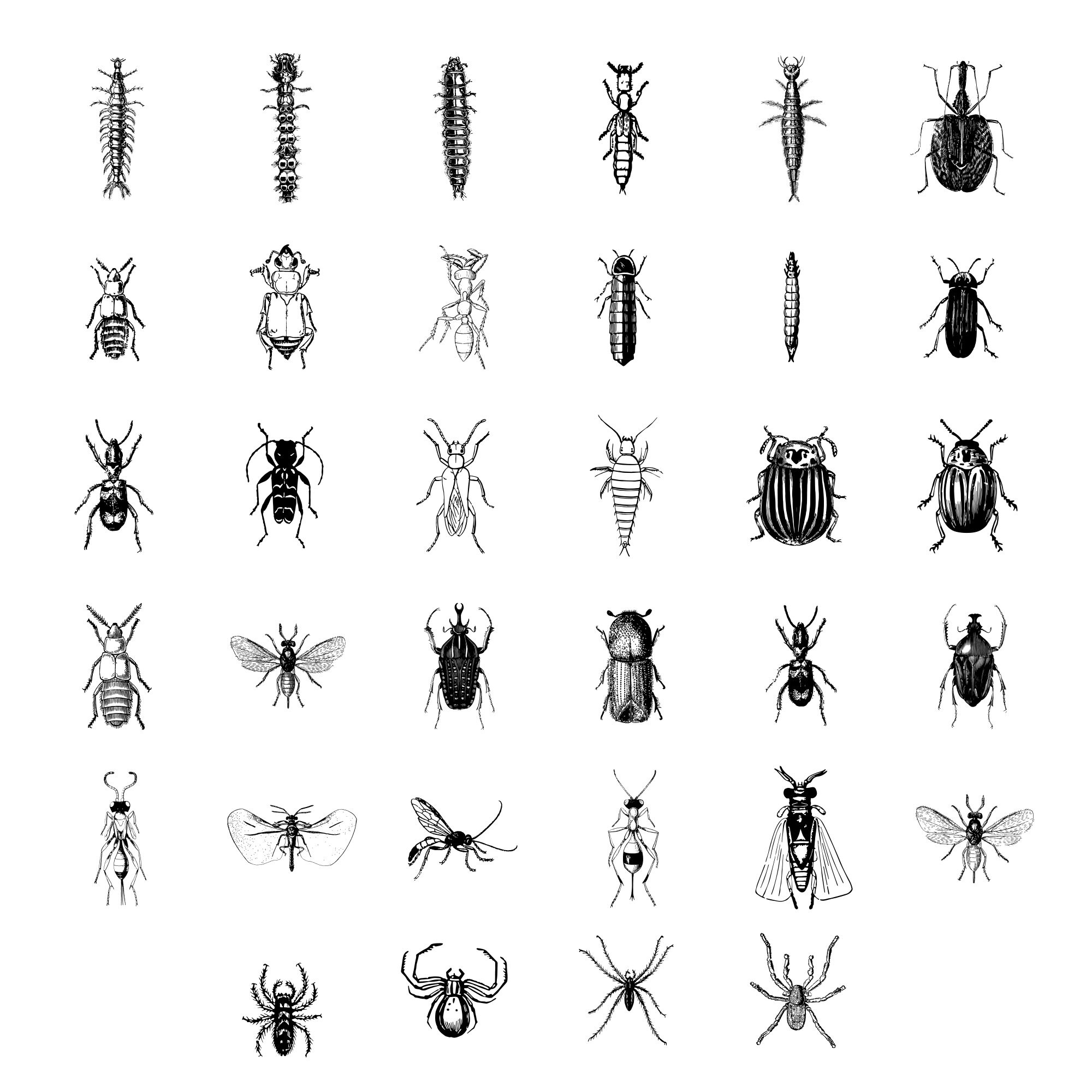220 Insect Illustrations Vintage Zoological Mega Pack. SVG - Etsy