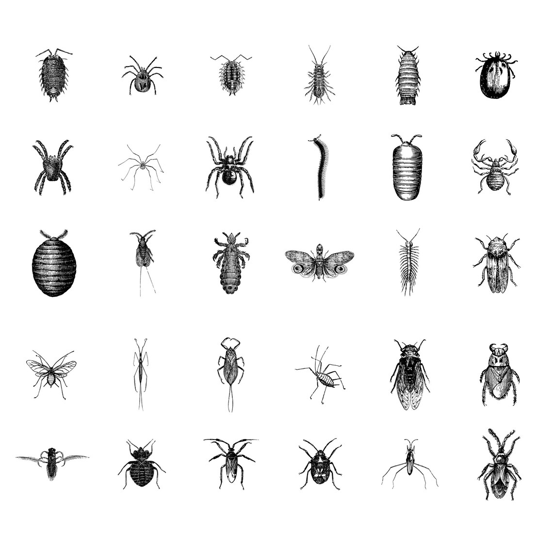 220 Insect Illustrations Vintage Zoological Mega Pack. SVG - Etsy