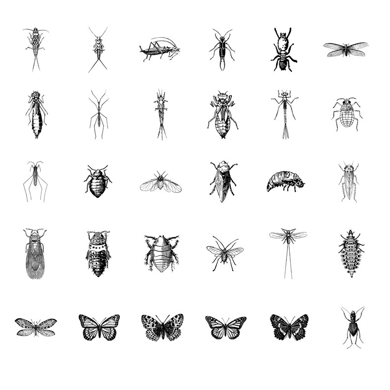 220 Insect Illustrations - Vintage Zoological Mega Pack. SVG and ...