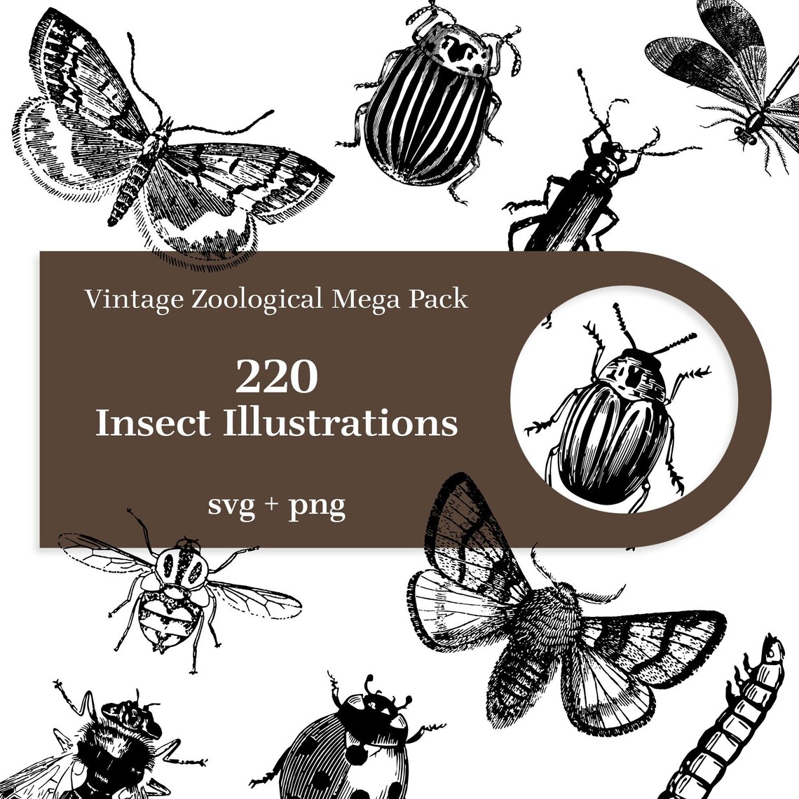 220 Insect Illustrations Vintage Zoological Mega Pack. SVG - Etsy