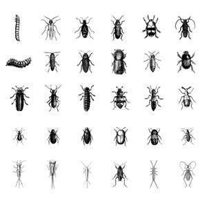 220 Insect Illustrations - Vintage Zoological Mega Pack. SVG and ...