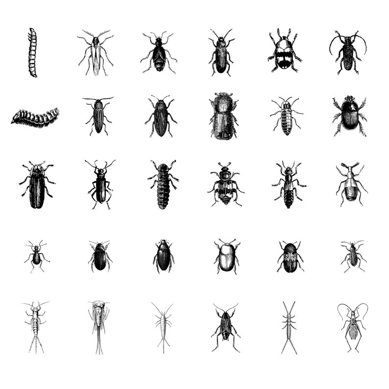 220 Insect Illustrations - Vintage Zoological Mega Pack. SVG and ...