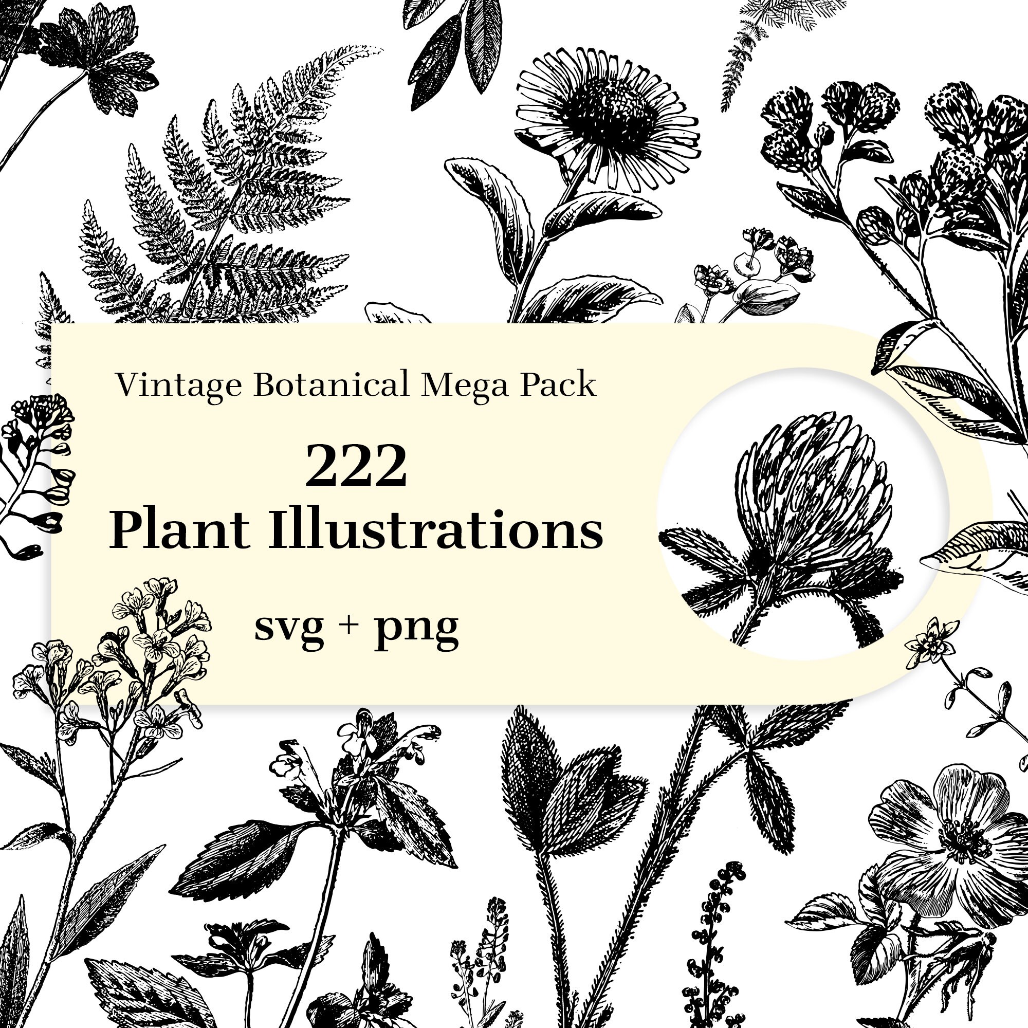 222 Plant Illustrations - Vintage Botanical Mega Pack. SVG and ...