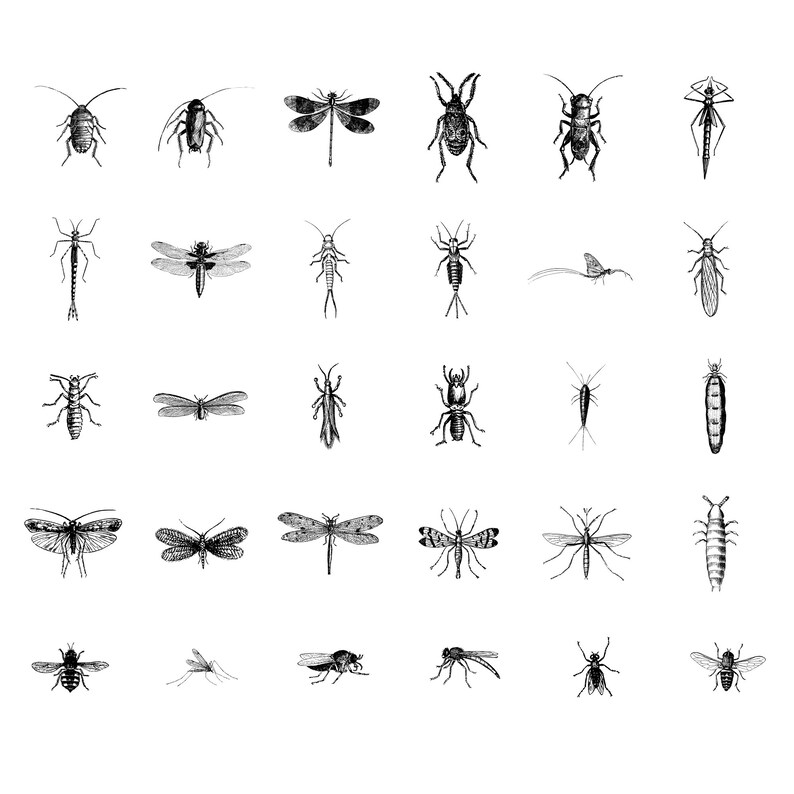 220 Insect Illustrations - Vintage Zoological Mega Pack. SVG and ...