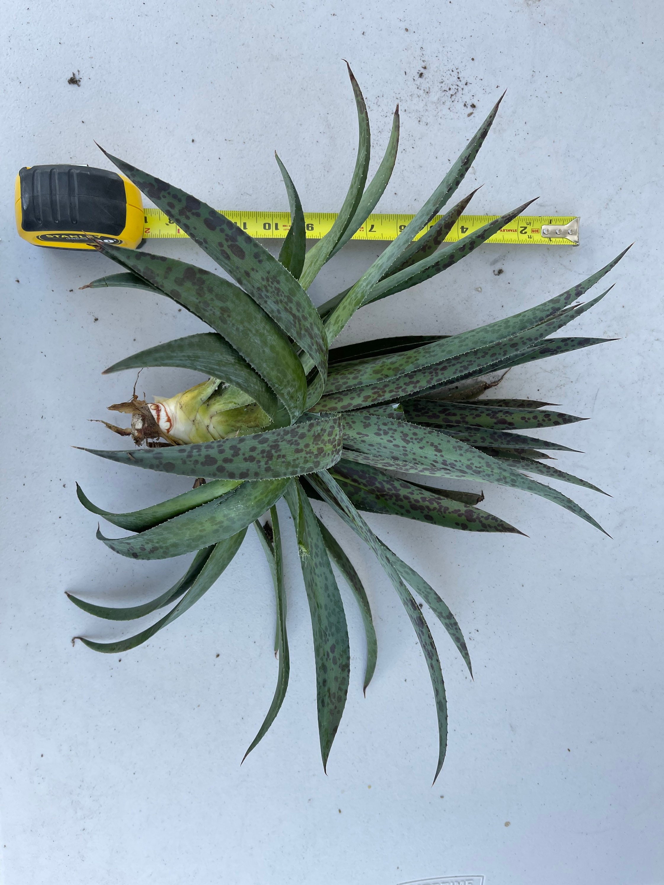 Mangave Pineapple Express - Etsy