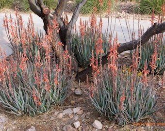 Blue Elf Aloe Aloe Cactus Succulent Live Plant - Etsy