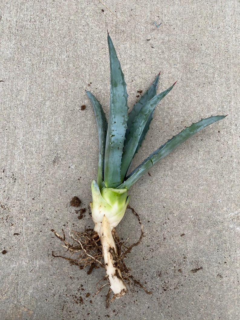 Blue Foxtail Agave - Etsy