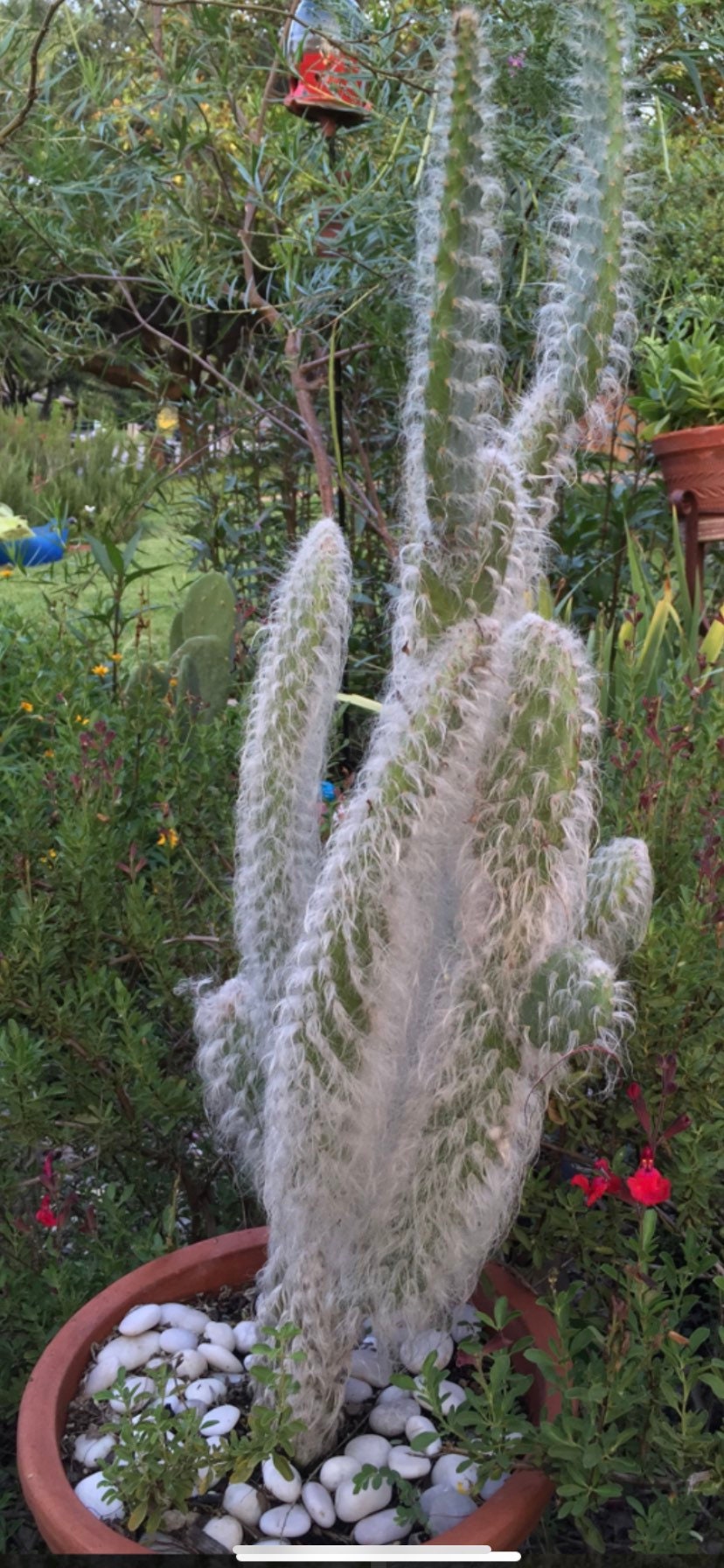 Prickly Pear Snow Cactus - Etsy