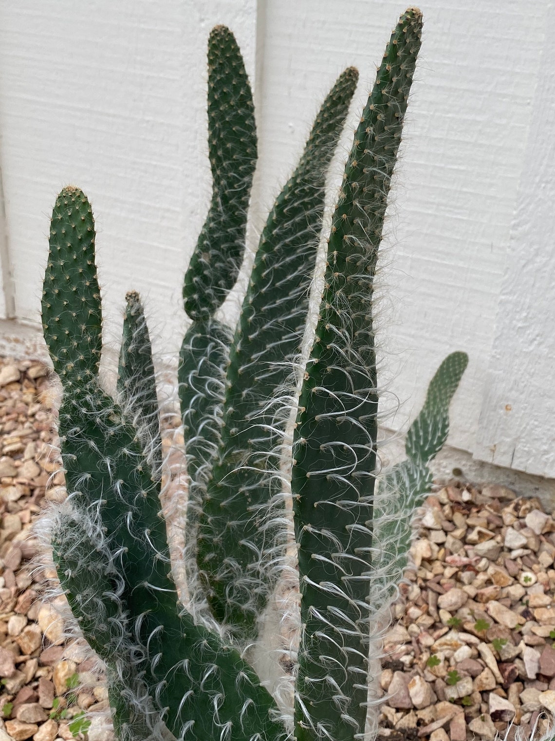 Prickly Pear Snow Cactus - Etsy