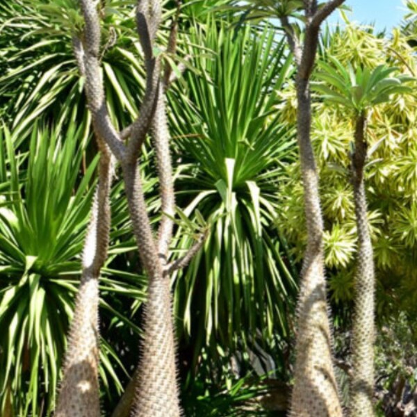 Madagascar Palm - Etsy