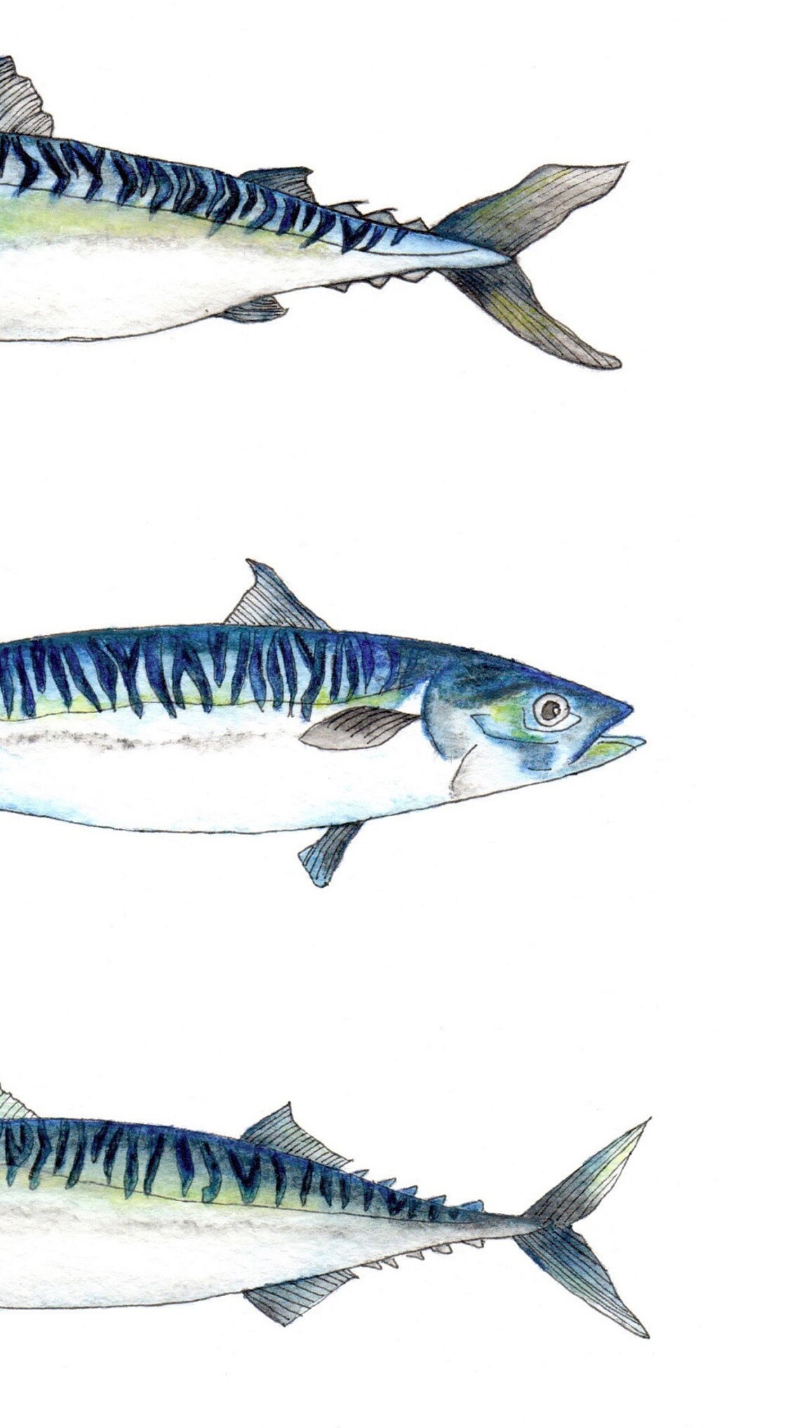 Mackerel Fish Watercolour Print Fish Painting Kitchen Art | Etsy UK