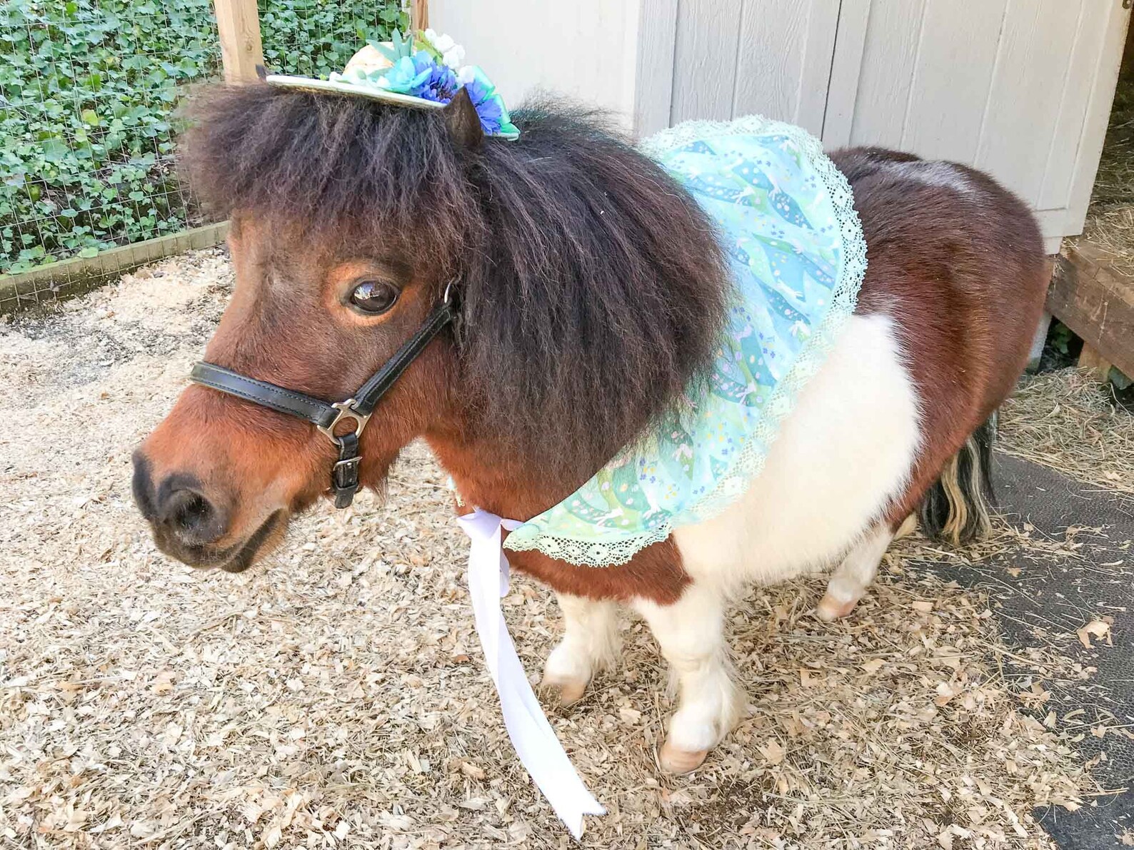 Wondrous Wabbit - Straw Hat, Shawl and Tail Fascinator in Spring Fair ...