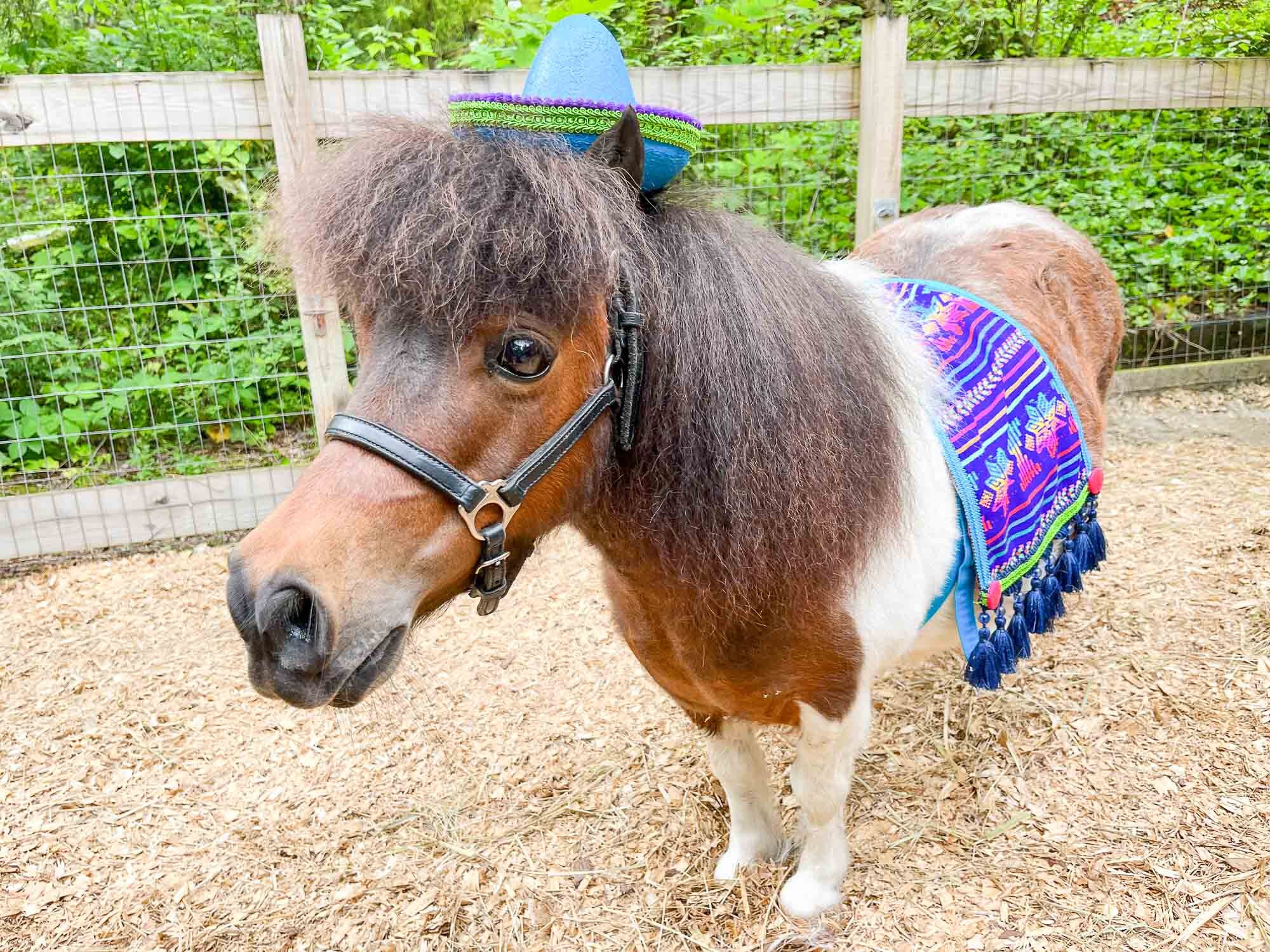 Mini Horse With Shoes