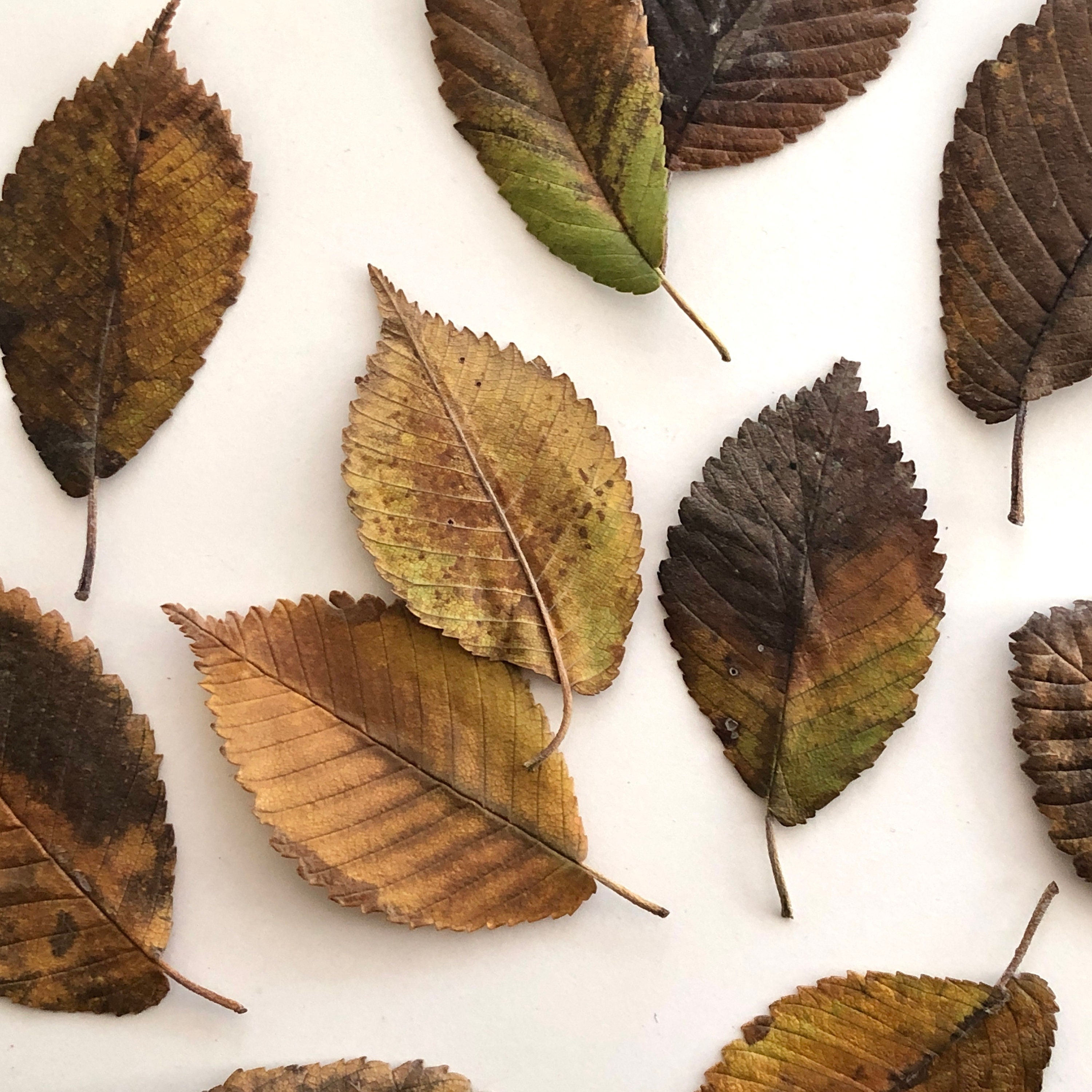 Woodsy Multi-color Rustic Leaf Decor / 30 Real Dry-pressed Elm Leaves ...