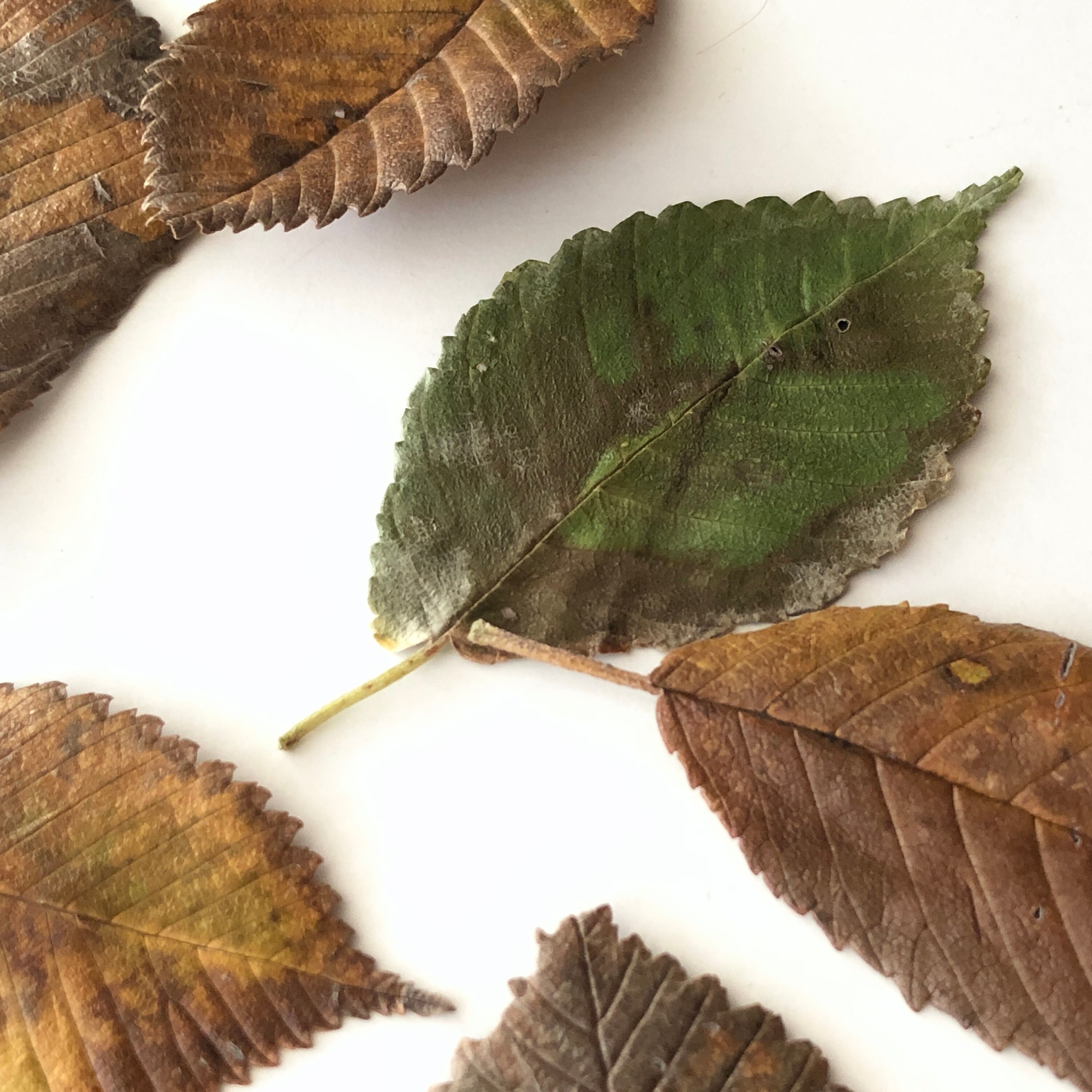 Woodsy Multi-color Rustic Leaf Decor / 30 Real Dry-pressed Elm Leaves ...