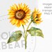 Watercolor Sunflower Clipart Bundle Sunflower Png Bundle Sunflower ...