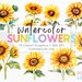 Watercolor Sunflower Clipart Bundle Sunflower Png Bundle Sunflower ...