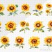 Watercolor Sunflower Clipart Bundle Sunflower Png Bundle Sunflower ...