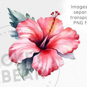 Watercolor Hibiscus Clipart Bundle - Hibiscus Png Bundle Tropical ...