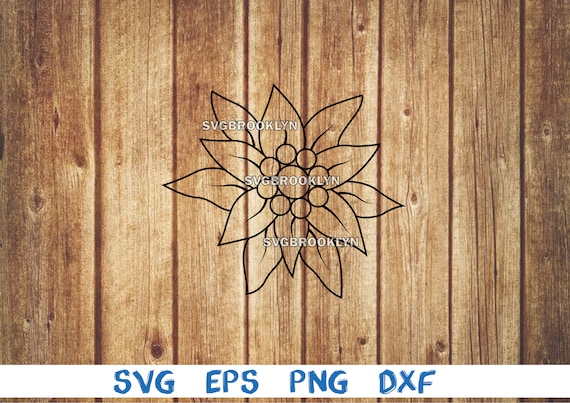 Edelweiss Flower Edelweiss Flower Outline Svg Png Eps - Etsy