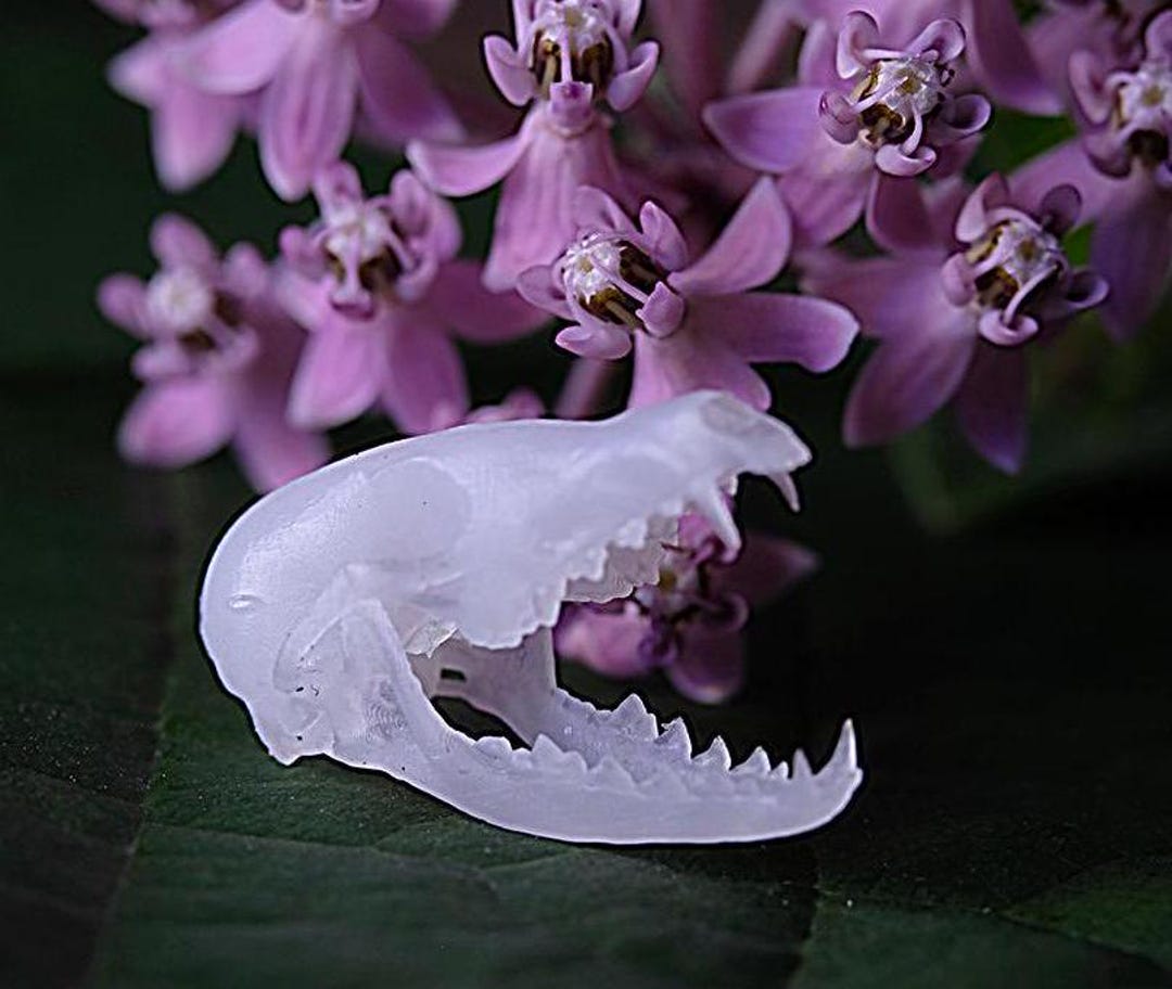 18mm Micro Red Fox Skulls 5-100 FLEXIBLE Replicas. Real Bones 3D ...