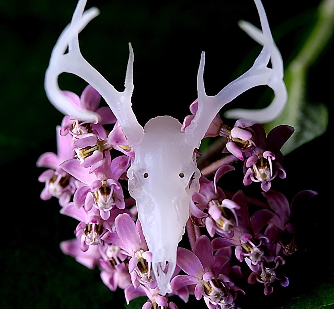 18mm Micro Deer Skulls 5-100 FLEXIBLE Replicas. Real Bones 3D Scanned ...
