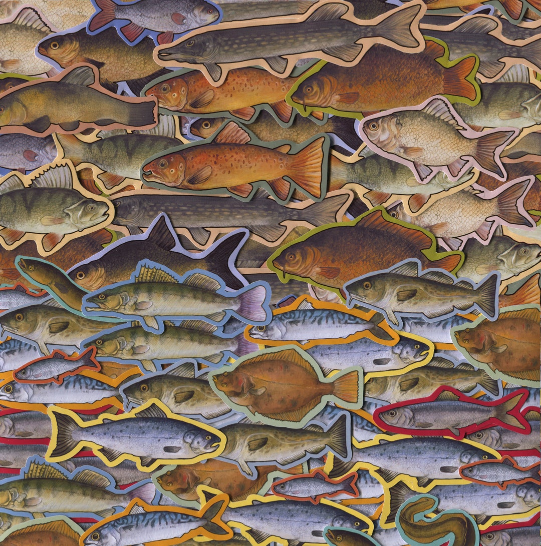 FISH STICKERS - Salt and Sweetwater, as Sticker Pack/individual ...