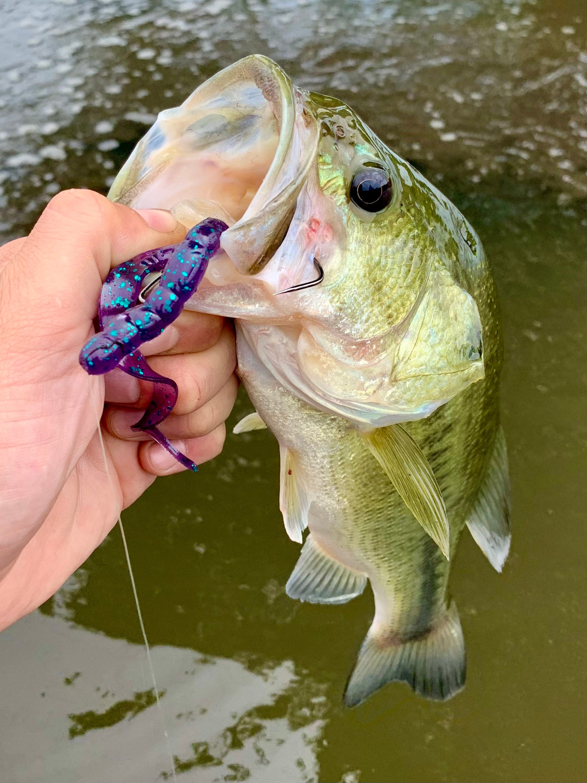 7.5 Junebug Ribbon Tail Worm, Soft Plastic Bait, Bass Fishing - Etsy