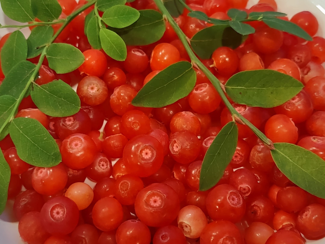 Red Huckleberry 30seeds - Etsy