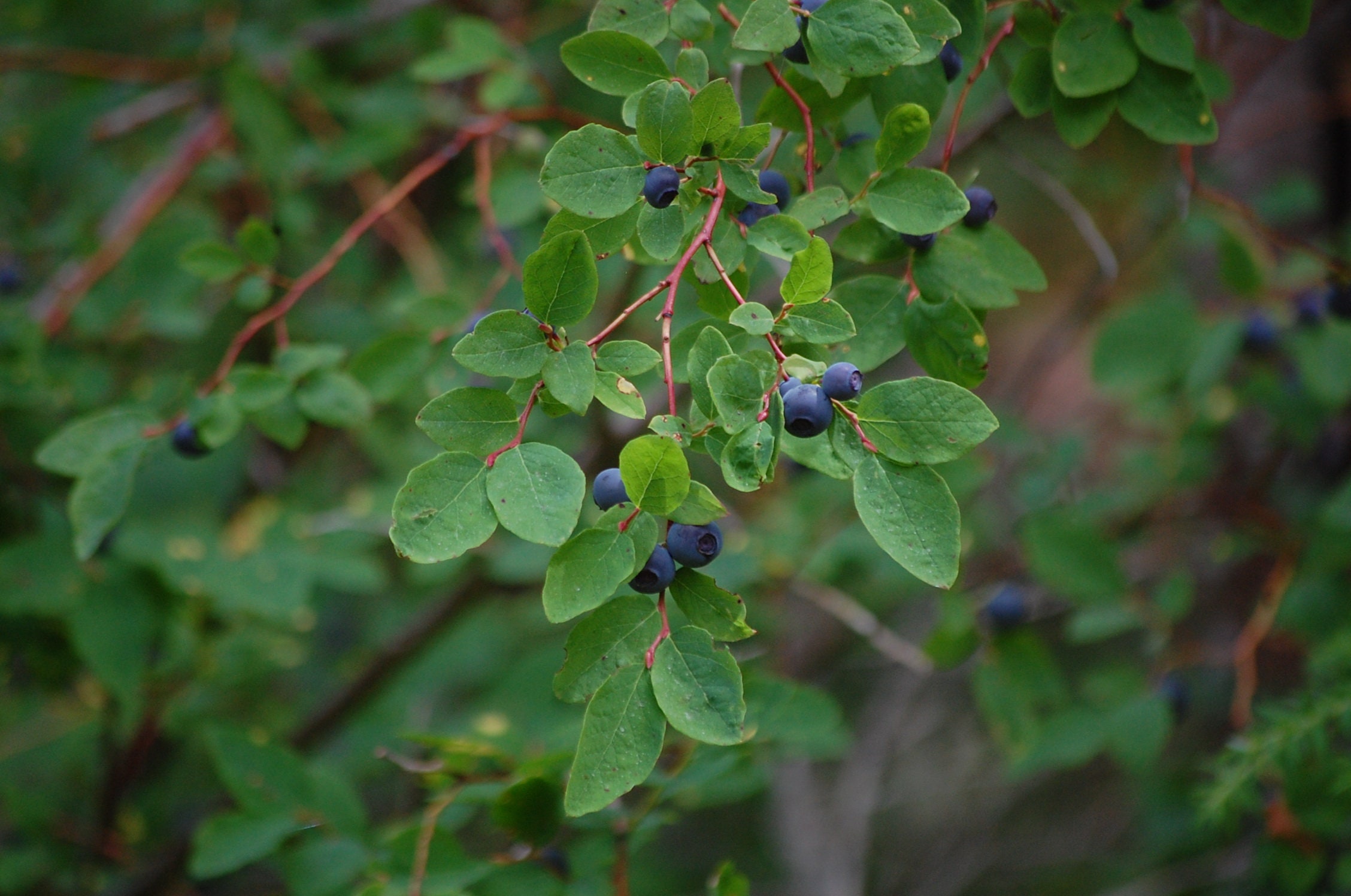 Oval Leaf Huckleberry Seeds - Etsy