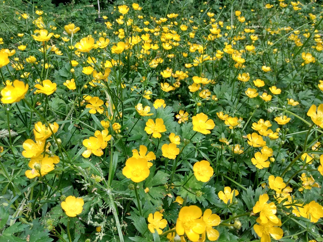 Buttercup Seeds - Etsy